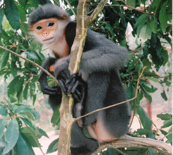 Put up your doucs: Endangered monkeys fight off extinction in Vietnam | WWF