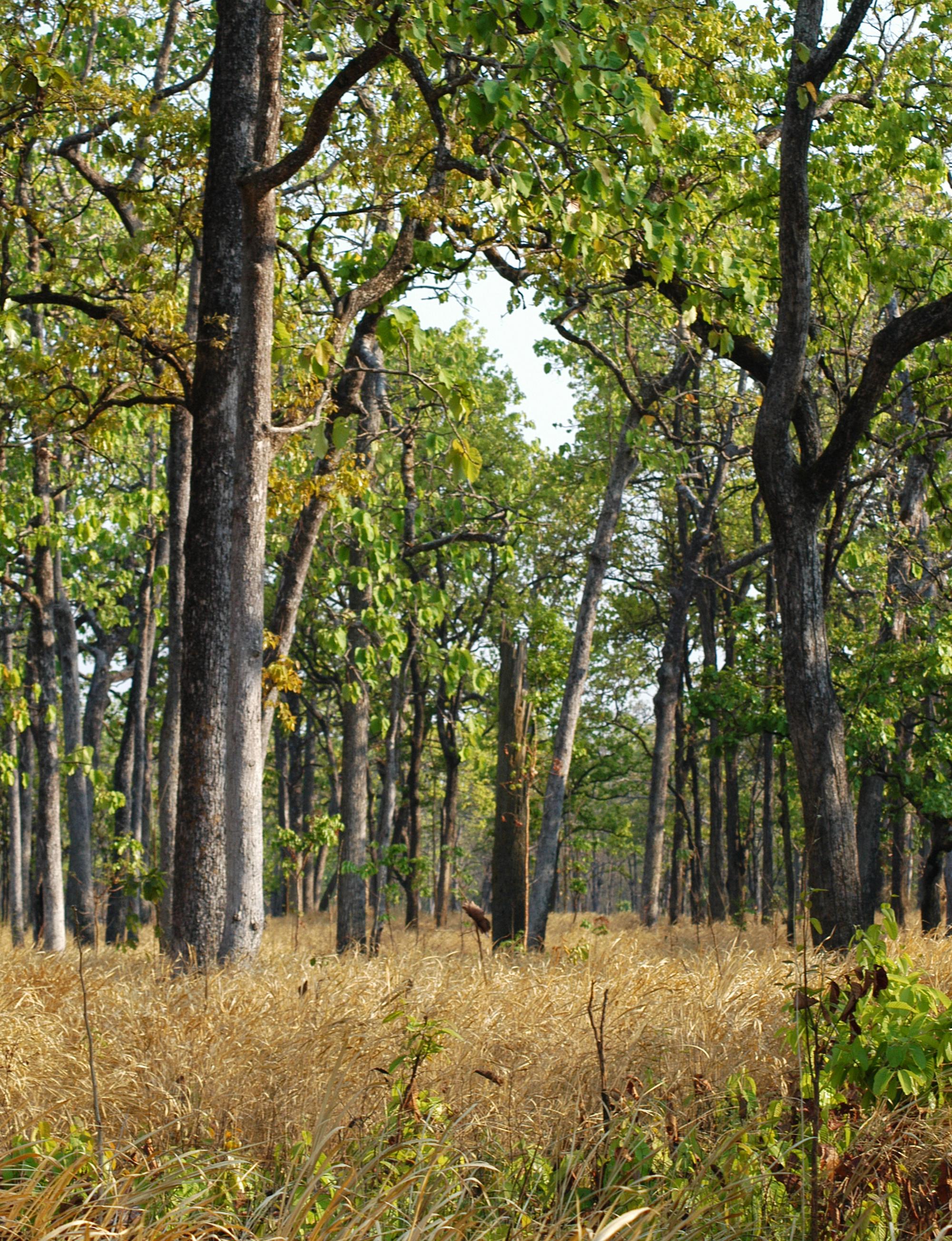 Stronger law enforcement needed to protect Cambodia's wildlife | WWF