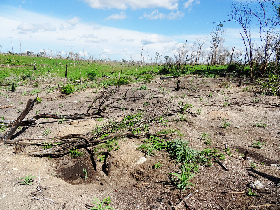 An uncertain future for the Menabe Central Forest!! | WWF