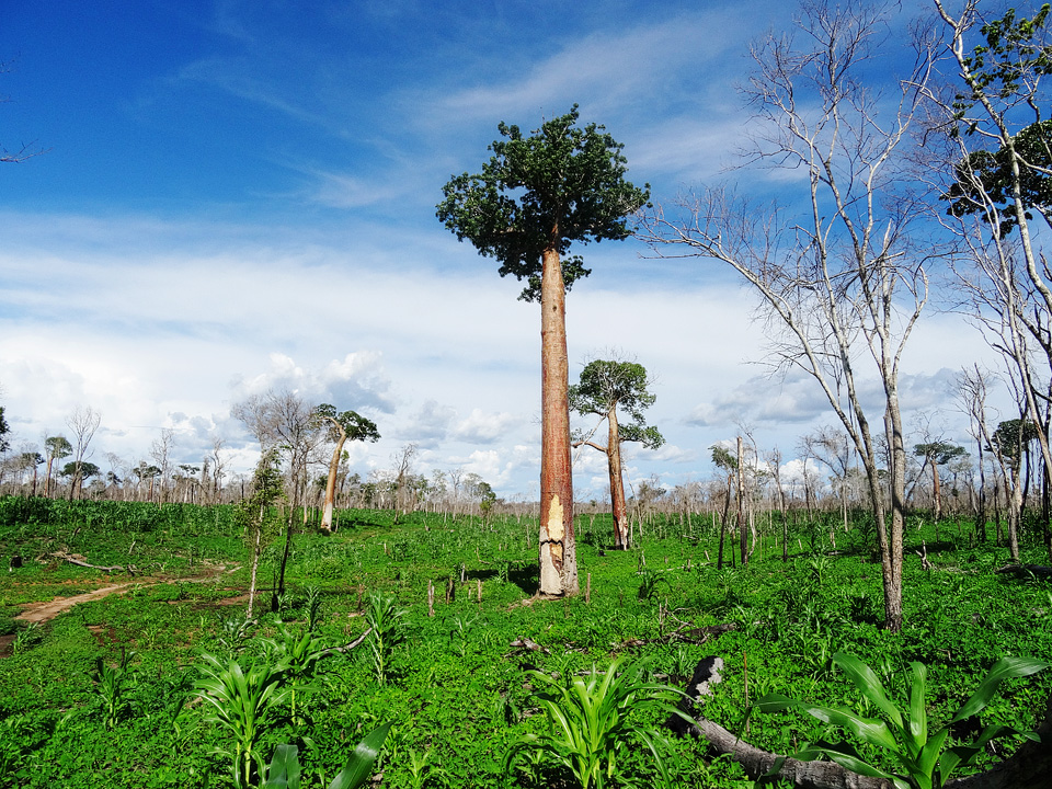 An uncertain future for the Menabe Central Forest!! | WWF