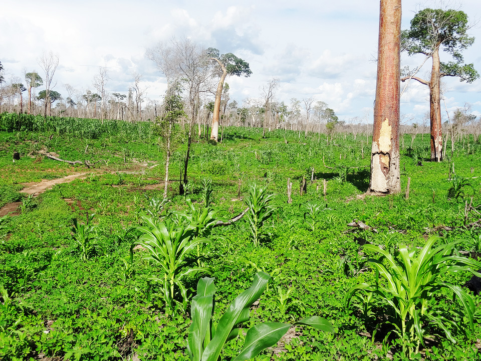 An uncertain future for the Menabe Central Forest!! | WWF