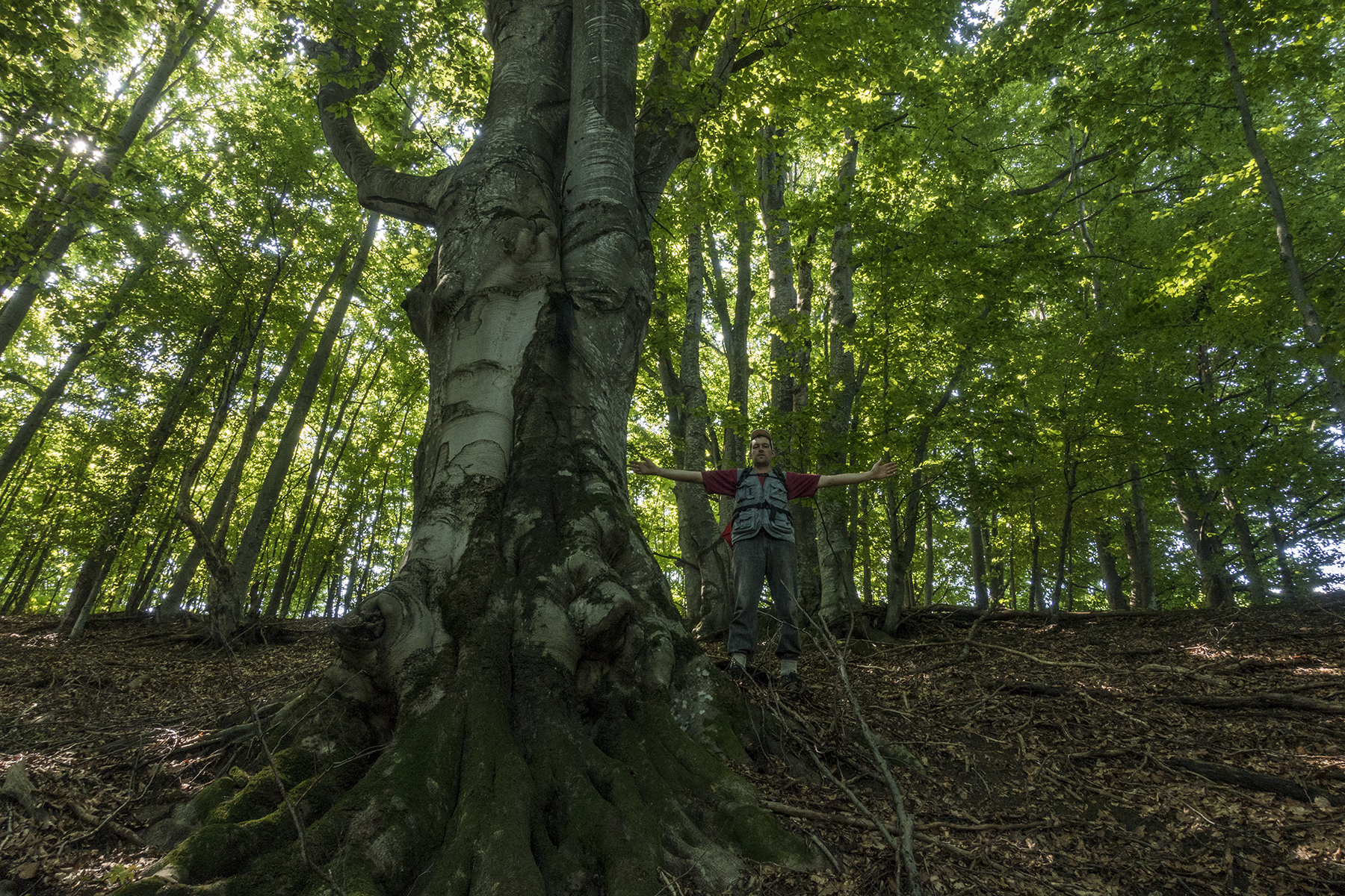 70 more Hectares of Old-growth Forests have Received Protection in ...