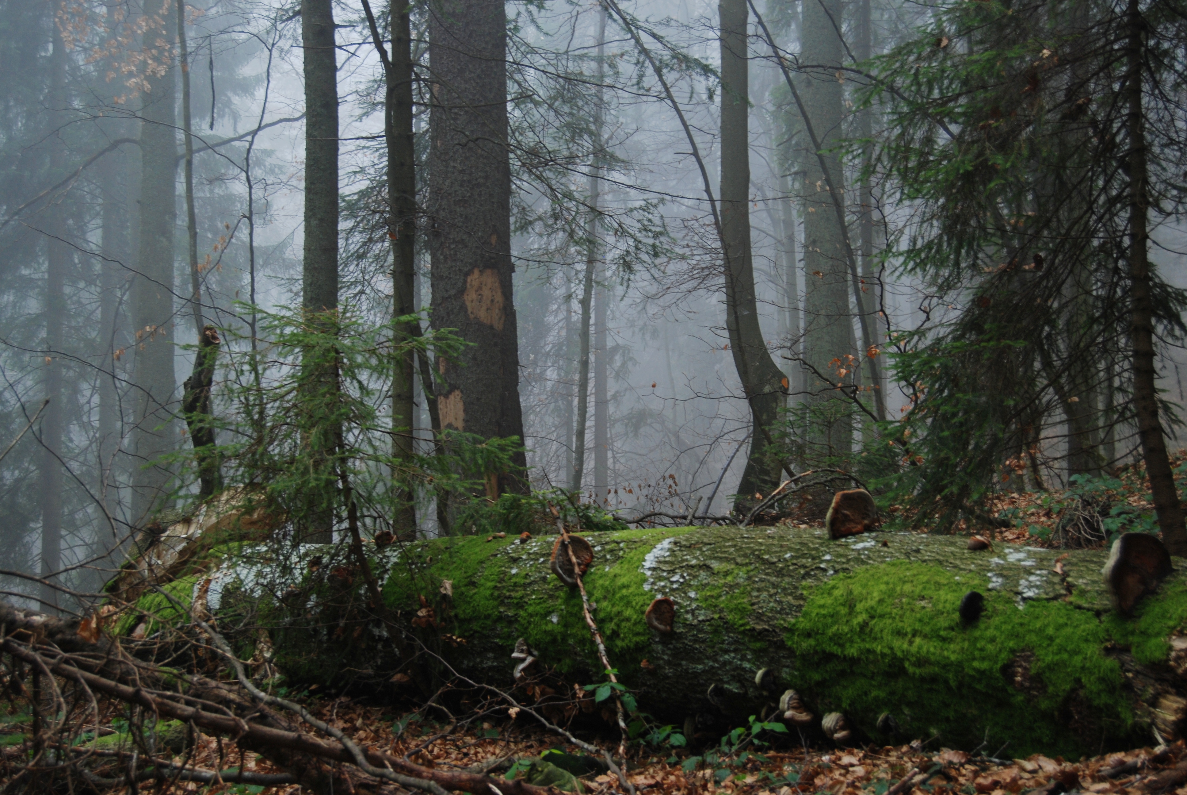 New WWF-Romania Project Promotes Deadwood to Increase Forest Resilience ...