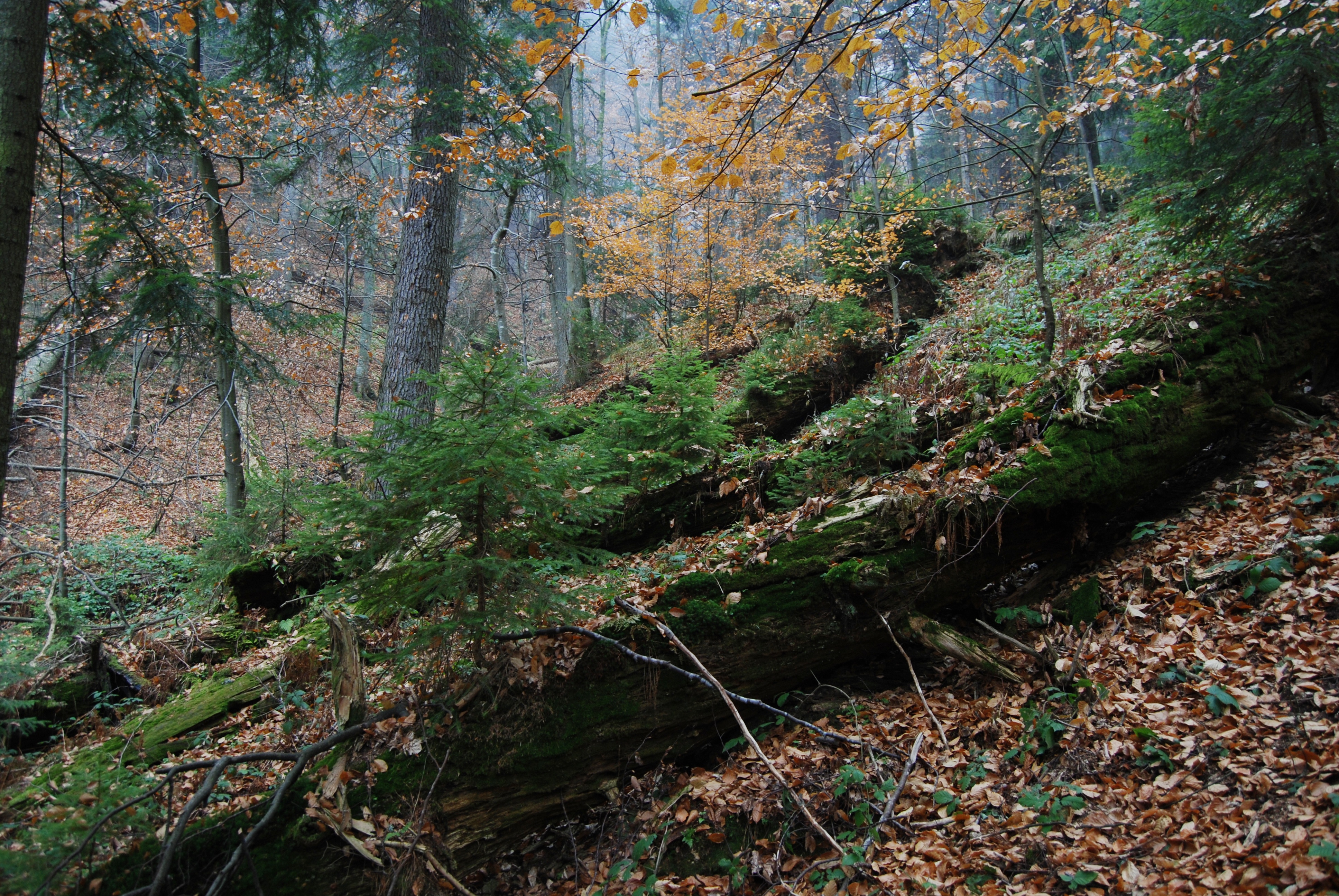 New WWF-Romania Project Promotes Deadwood to Increase Forest Resilience ...