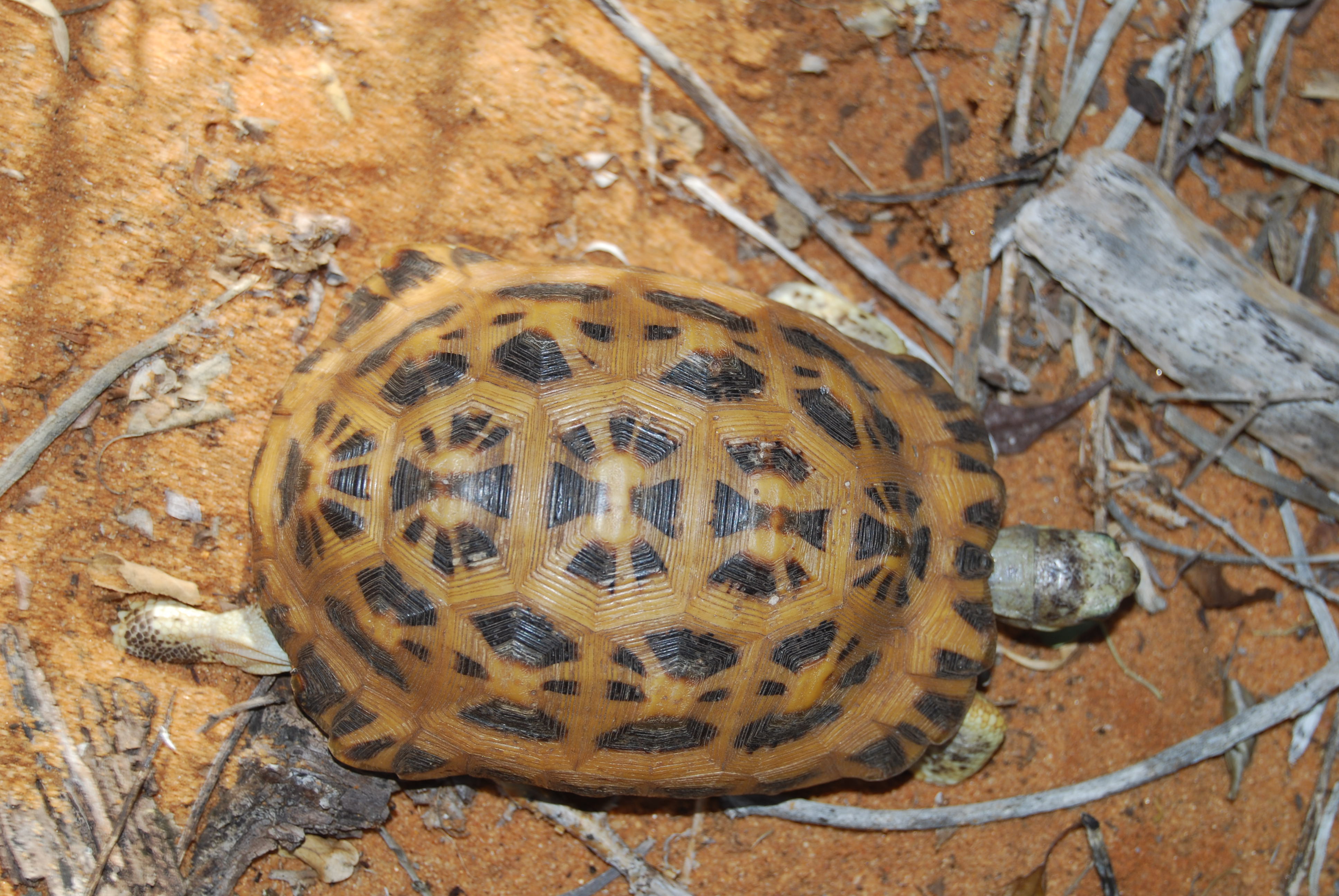 Malagasy Frontier Police seize Indonesia-bound shipment of ‘world’s ...