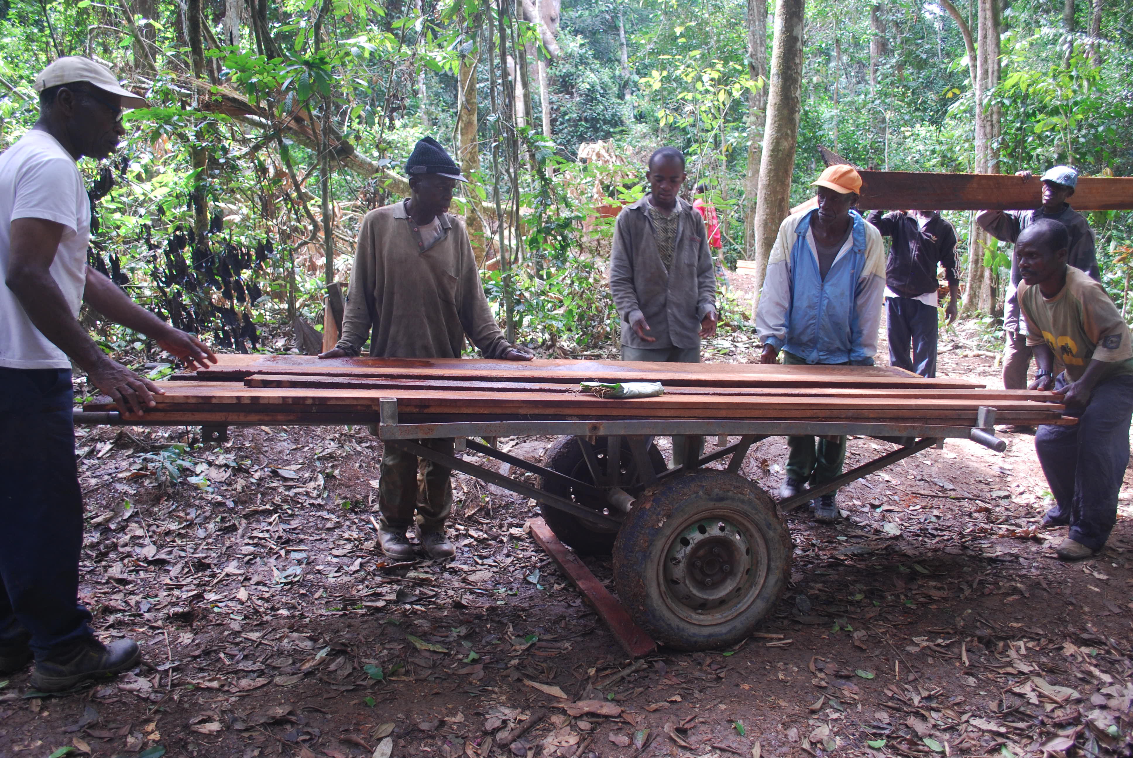 Community forests in Gabon open economic pathways for locals, but ...