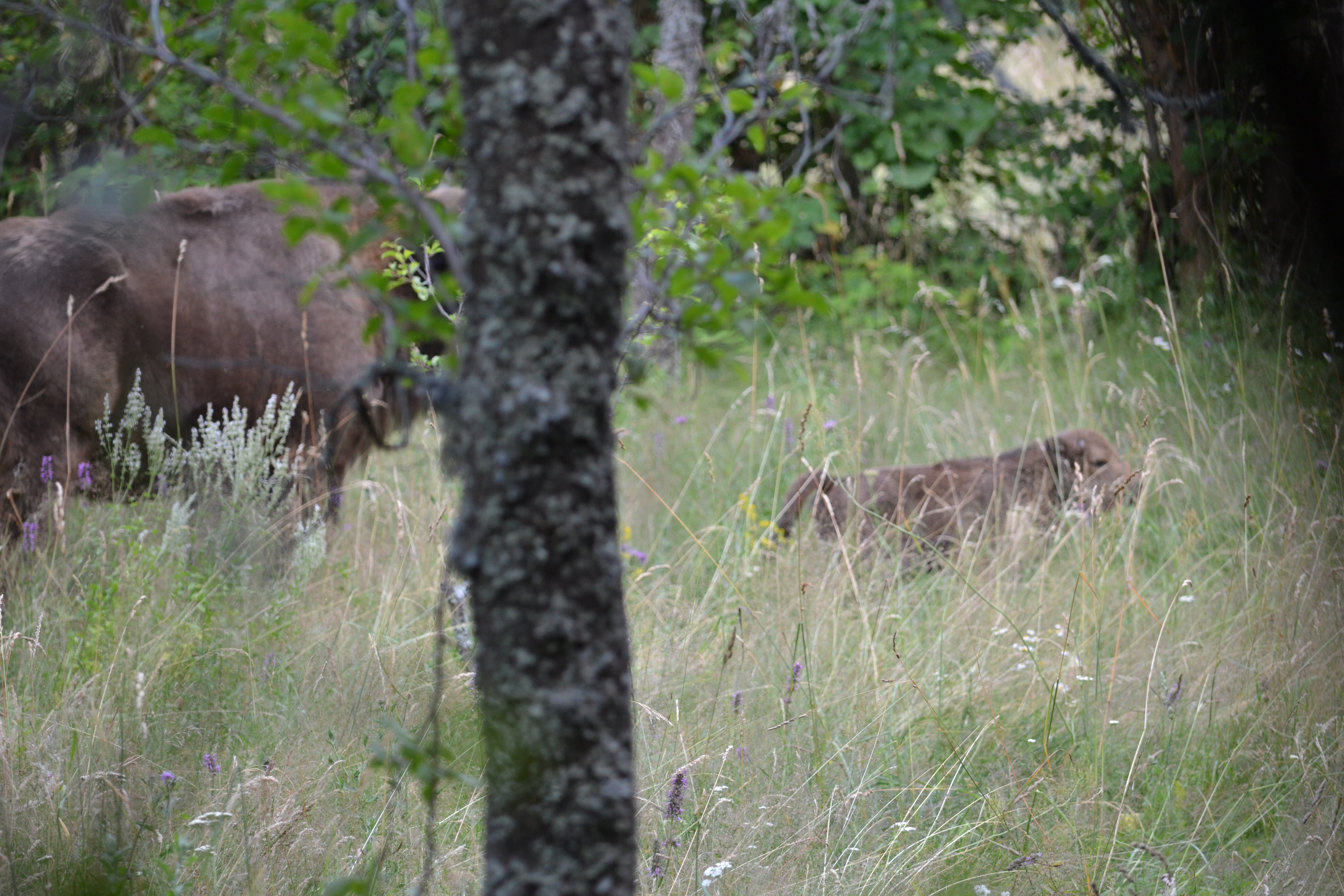Turma de zimbri din Armeniș se împrospătează cu trei noi pui | WWF