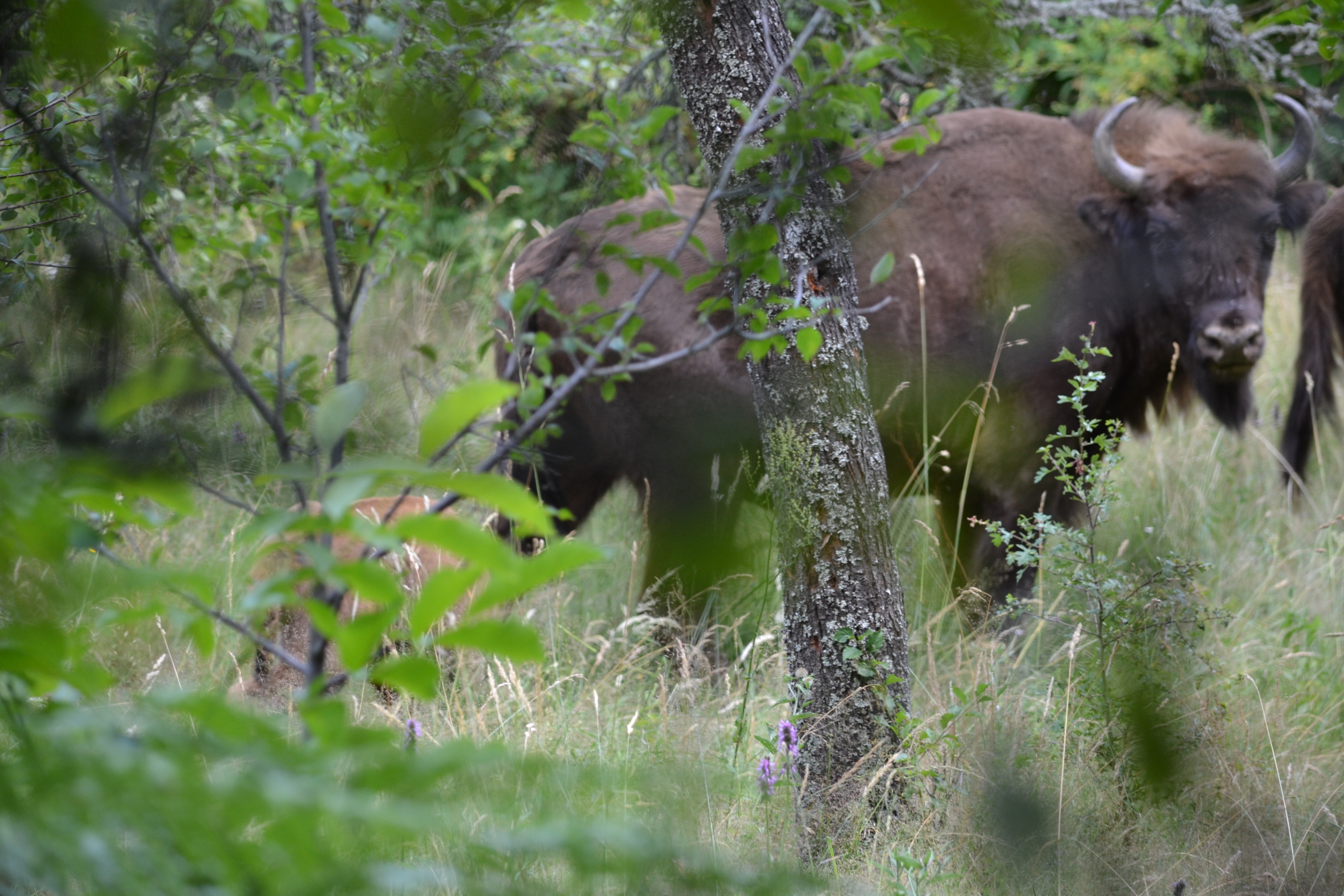 Turma de zimbri din Armeniș se împrospătează cu trei noi pui | WWF