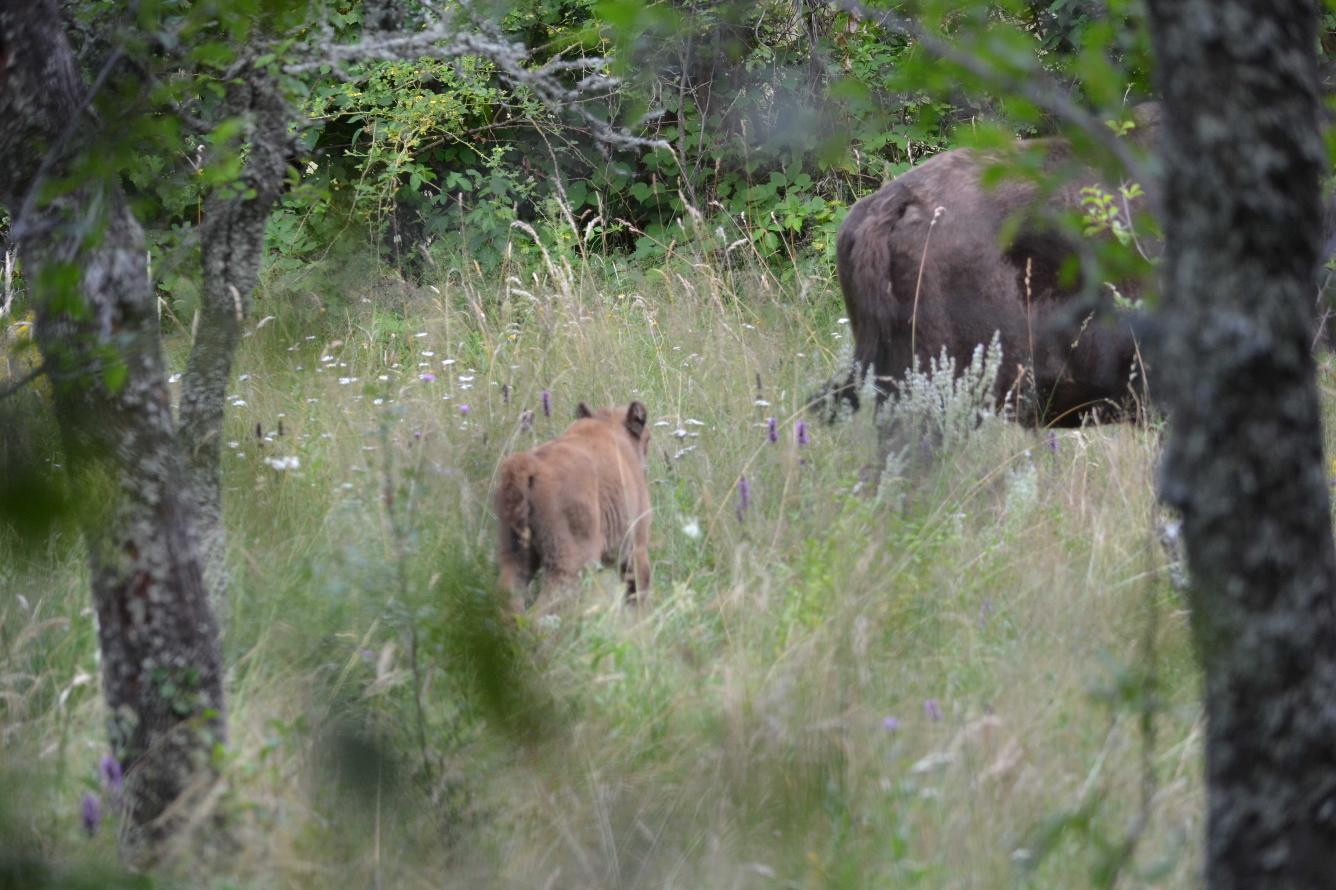Turma de zimbri din Armeniș se împrospătează cu trei noi pui | WWF