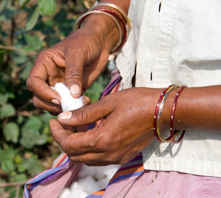 Learning from “good” beetles key to sustainable cotton production | WWF