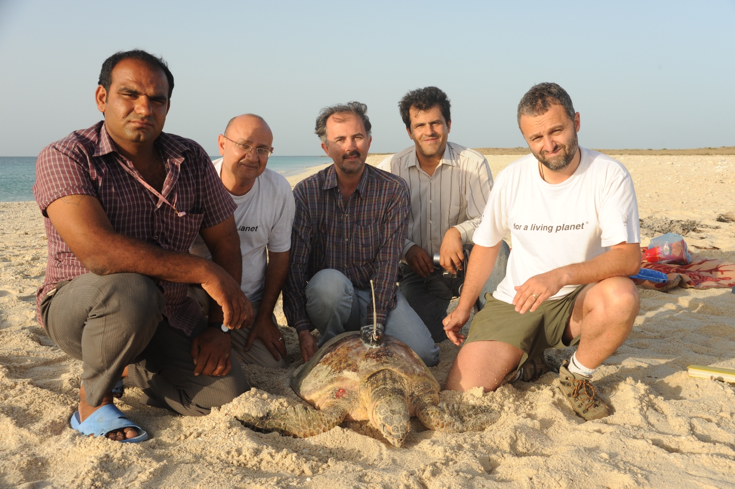 Satellite Turtle Tracking System Goes Live | WWF