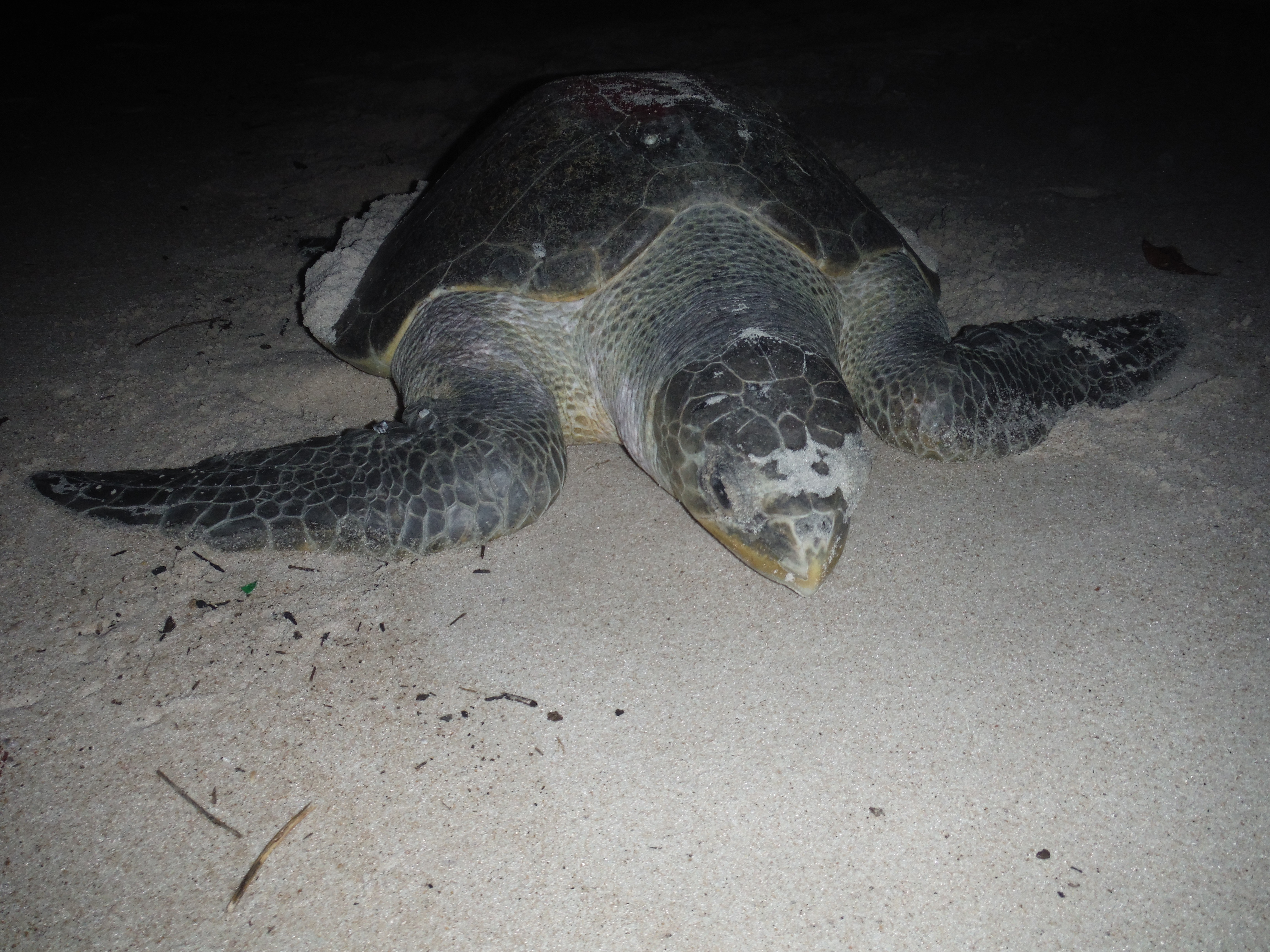 Study reveals Gabon is home to largest olive ridley turtle breeding ...