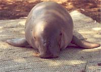 Dugong conservation in Bazaruto Archipelago National Park: Phase II | WWF