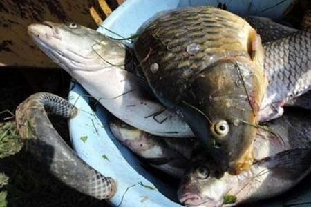 Химийн хор Дунай мөрөнд хүрчээ | WWF