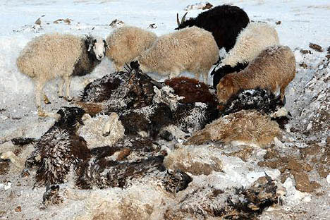 Mongolian dzud kills 5.5 million livestock | WWF