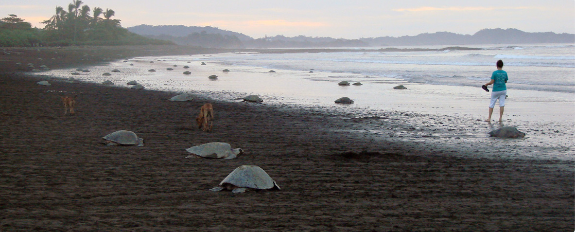 Oversize fleets and shrinking tuna populations threaten health of ...