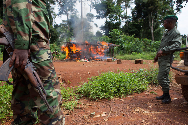 Despite successes, Congo Basin forests being ‘emptied’ of their ...