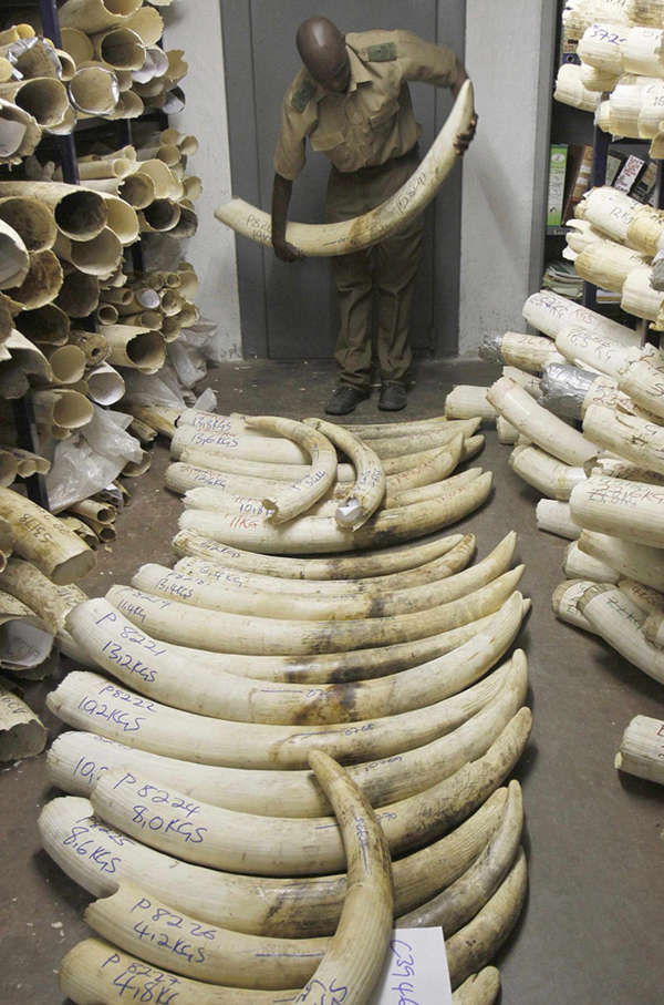 Zimbabwe to ask permission to sell ivory stocks | WWF