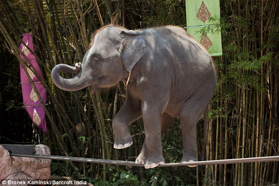 Elephants forced to walk across metal tightropes in Thailand tourist ...