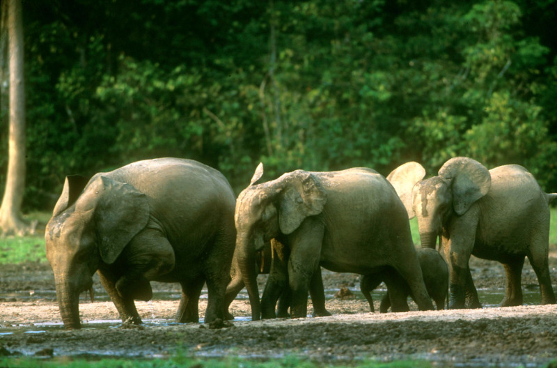Cameroon arrests one of Central Africa’s most notorious poachers | WWF