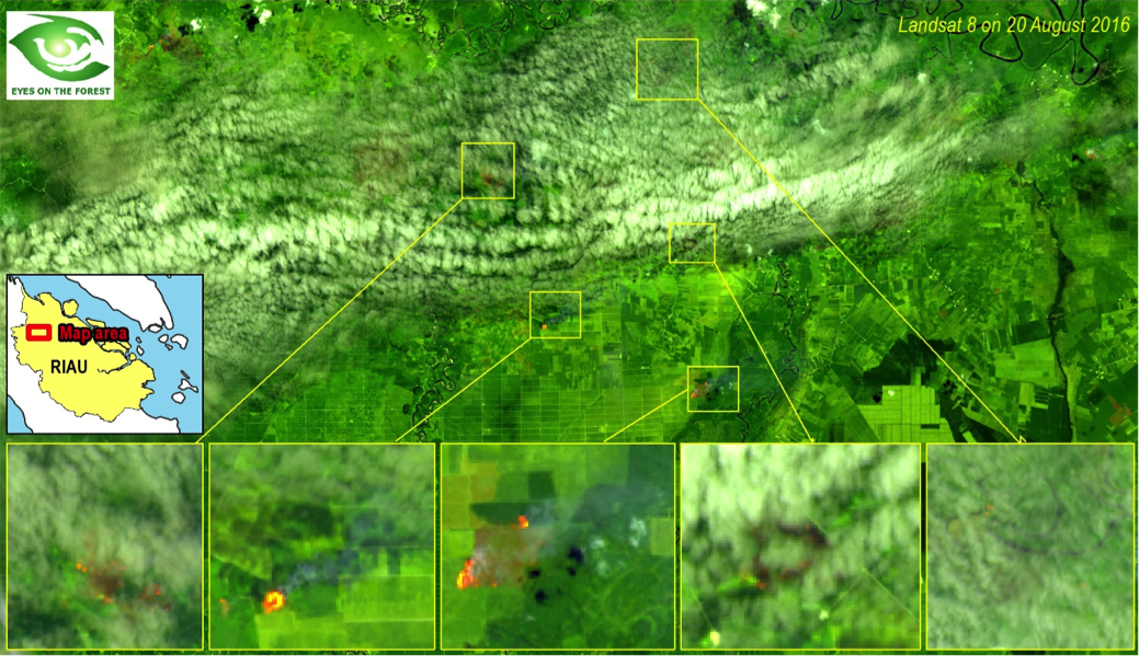 Eyes on the Forest: Devastating fire damage in illegal PT APSL ...