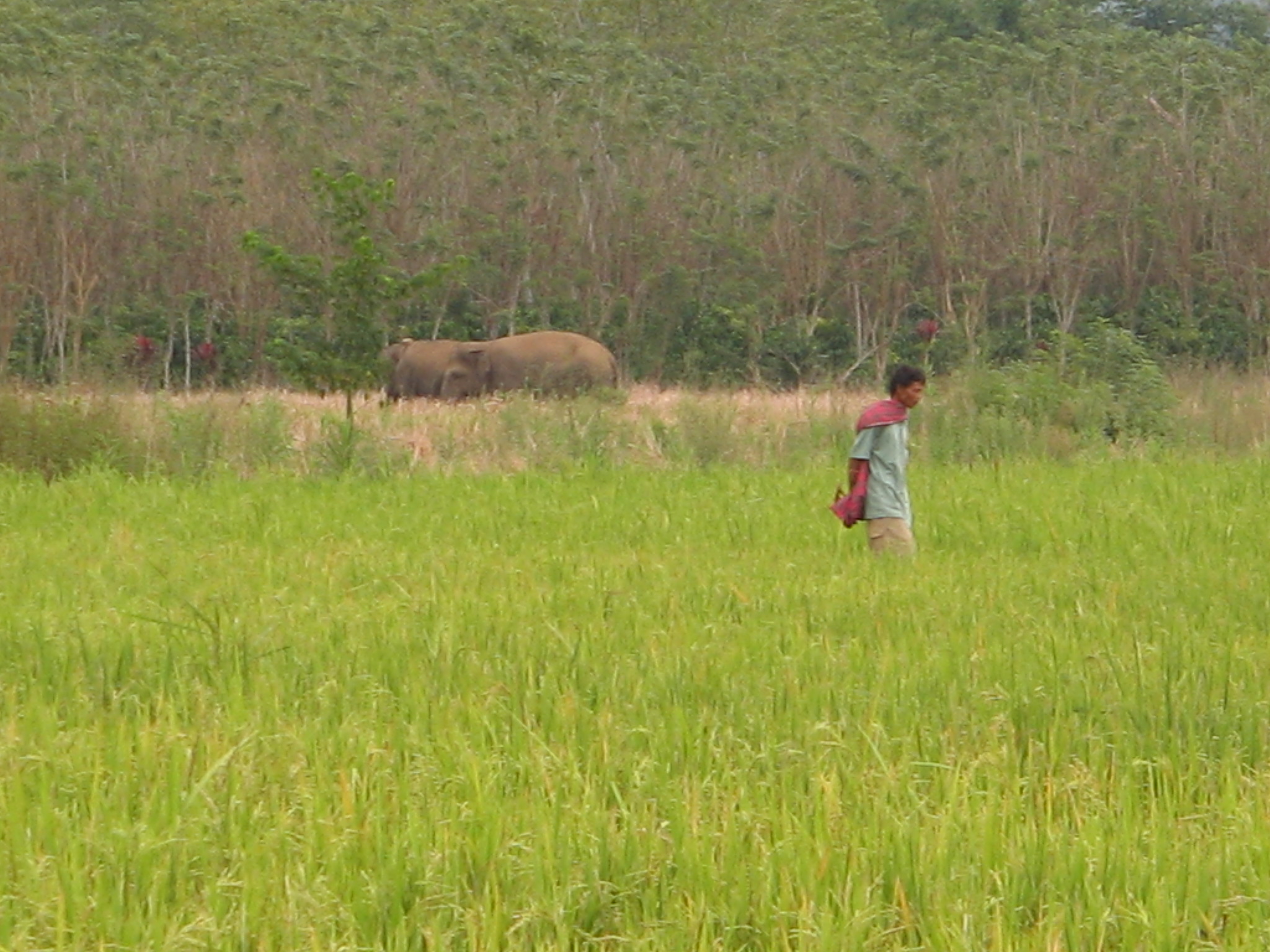 A study of human elephant conflict in Sumatra, Indonesia | WWF