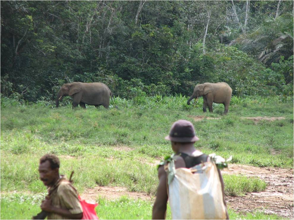 “We need to save forest elephants for our children” | WWF