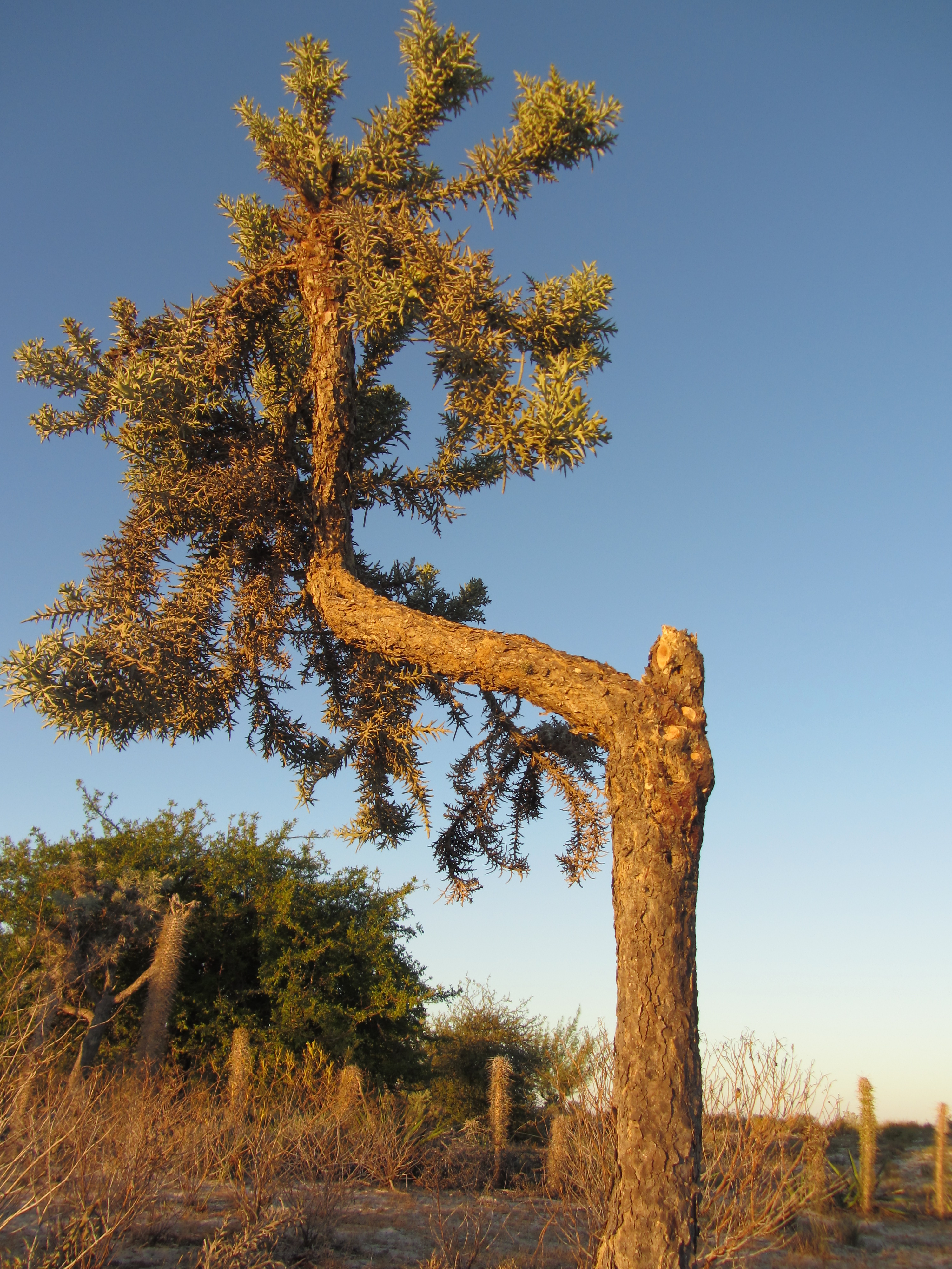 Exploration of the spiny forest | WWF