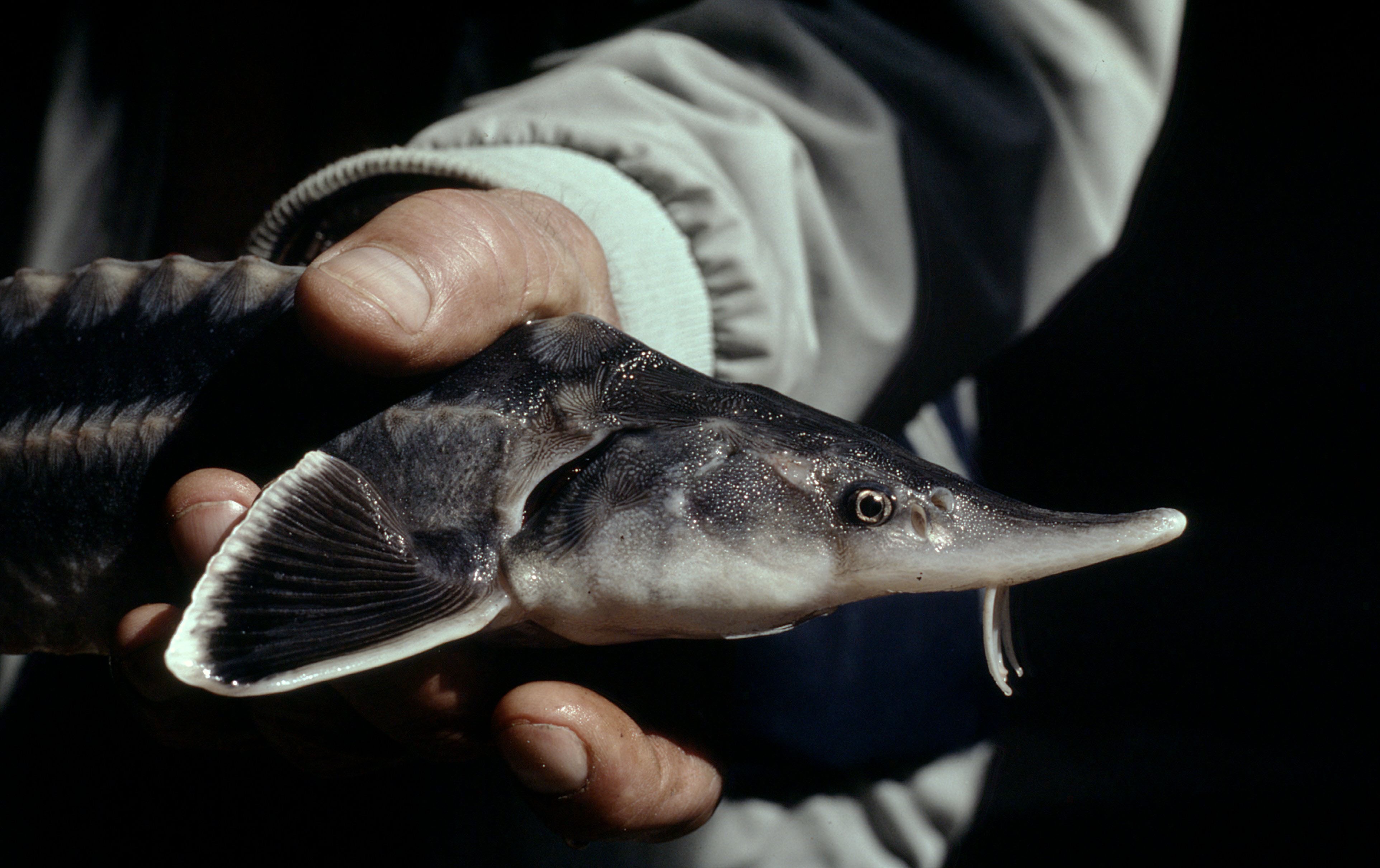 EU water conference must act to bring life back to Europe's rivers | WWF