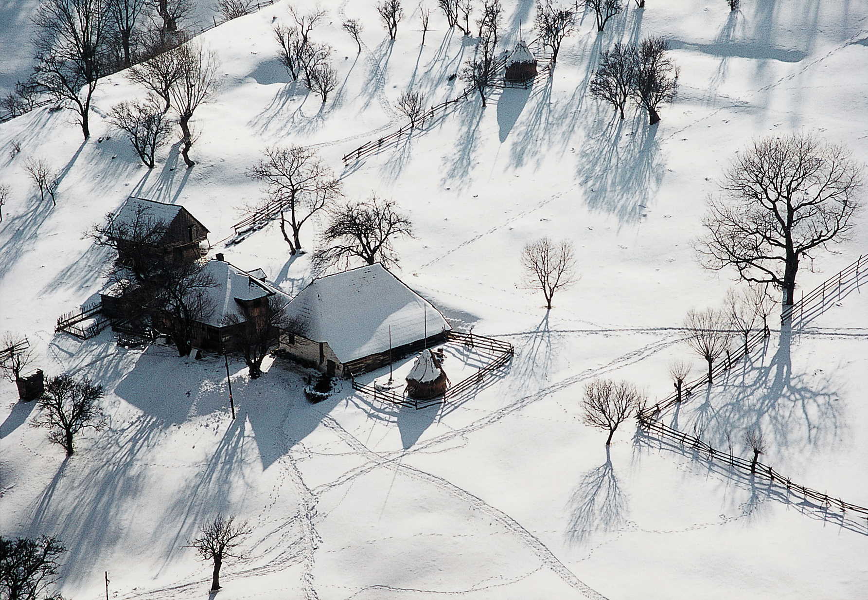 The Dance of the Bear | WWF