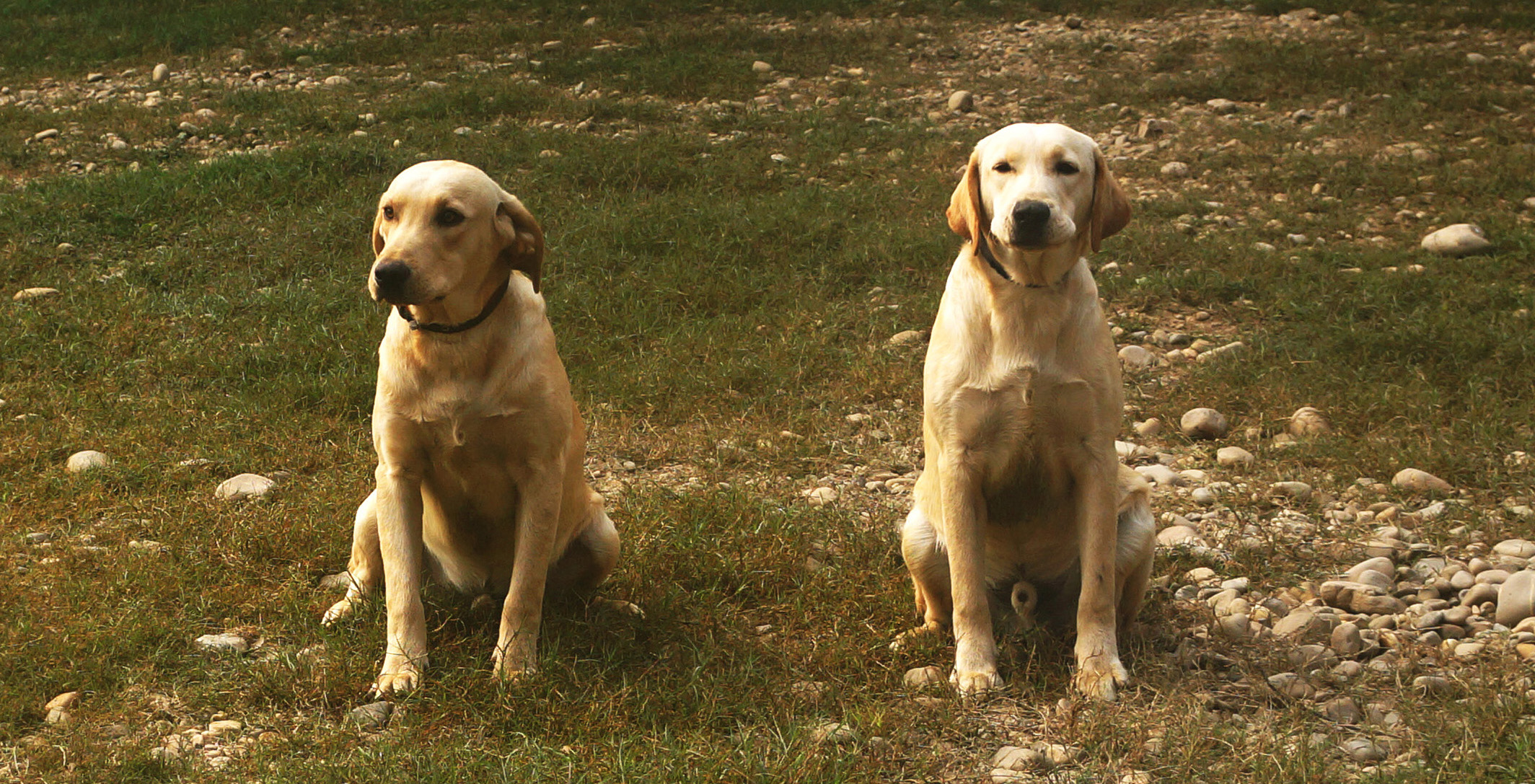 Two more Sniffer Dogs added in Chitwan National Park | WWF