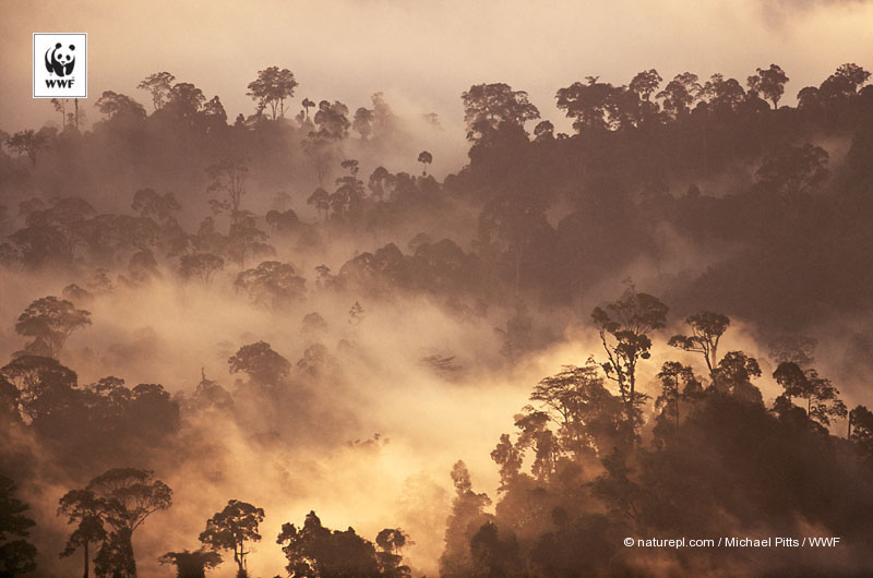 WWF statement on forests in the COP21 text | WWF