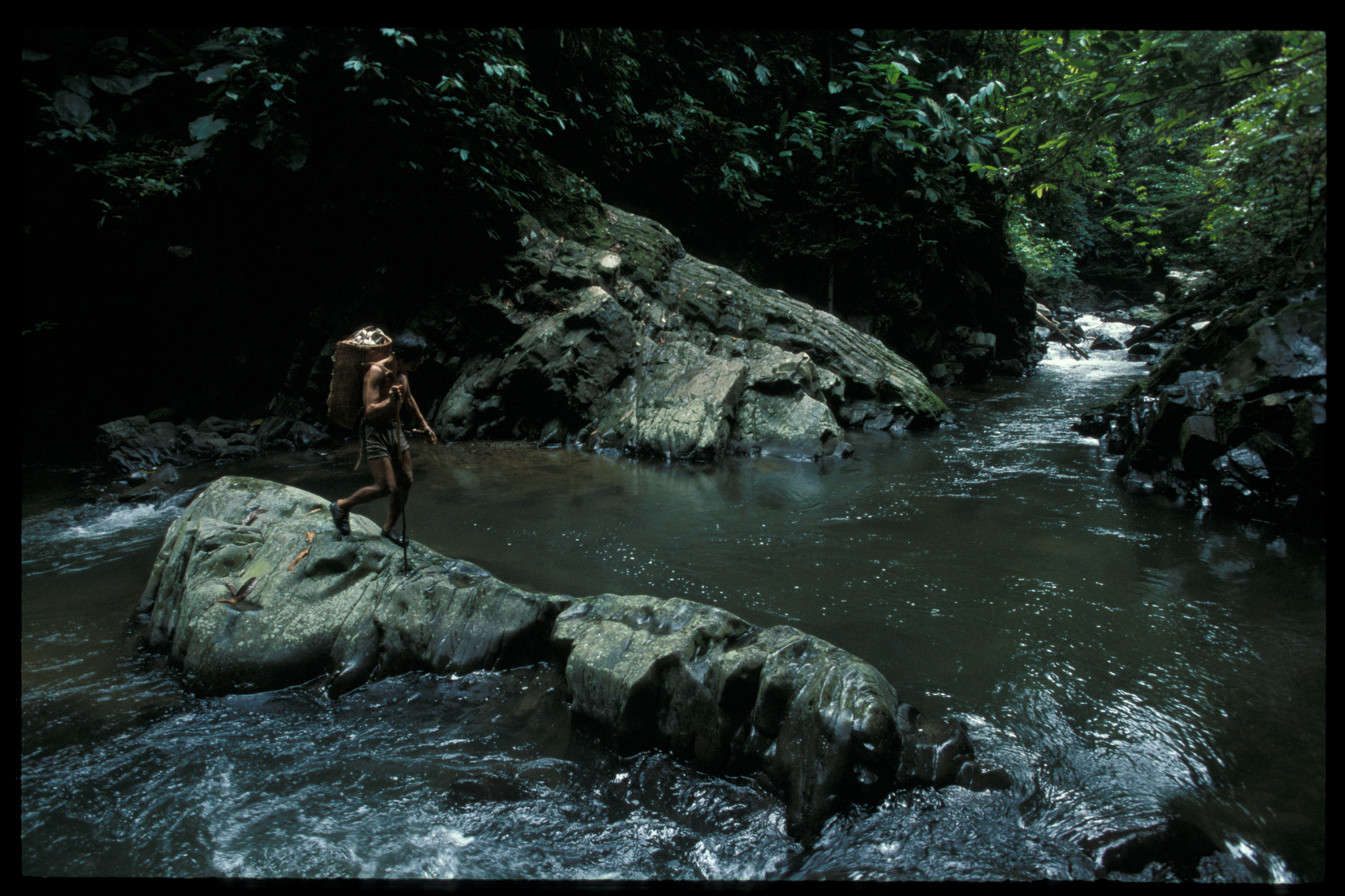 Environment Day: Celebrating Nature and People in the Heart of Borneo | WWF