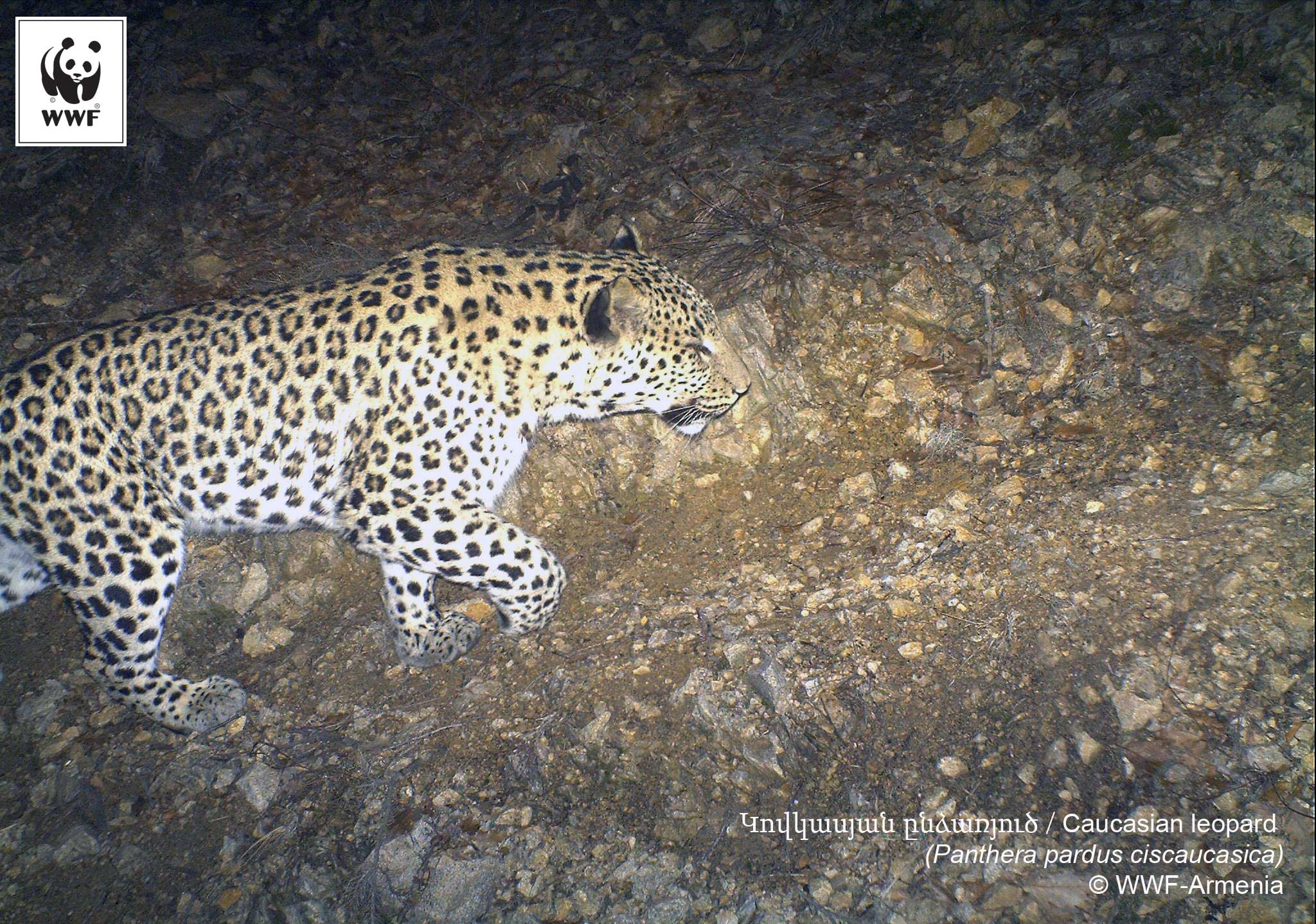 WWF experts proved the presence of one male and two females of the ...