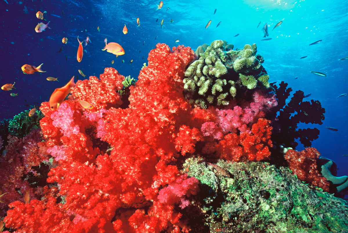 $63 million to protect the Coral Triangle | WWF