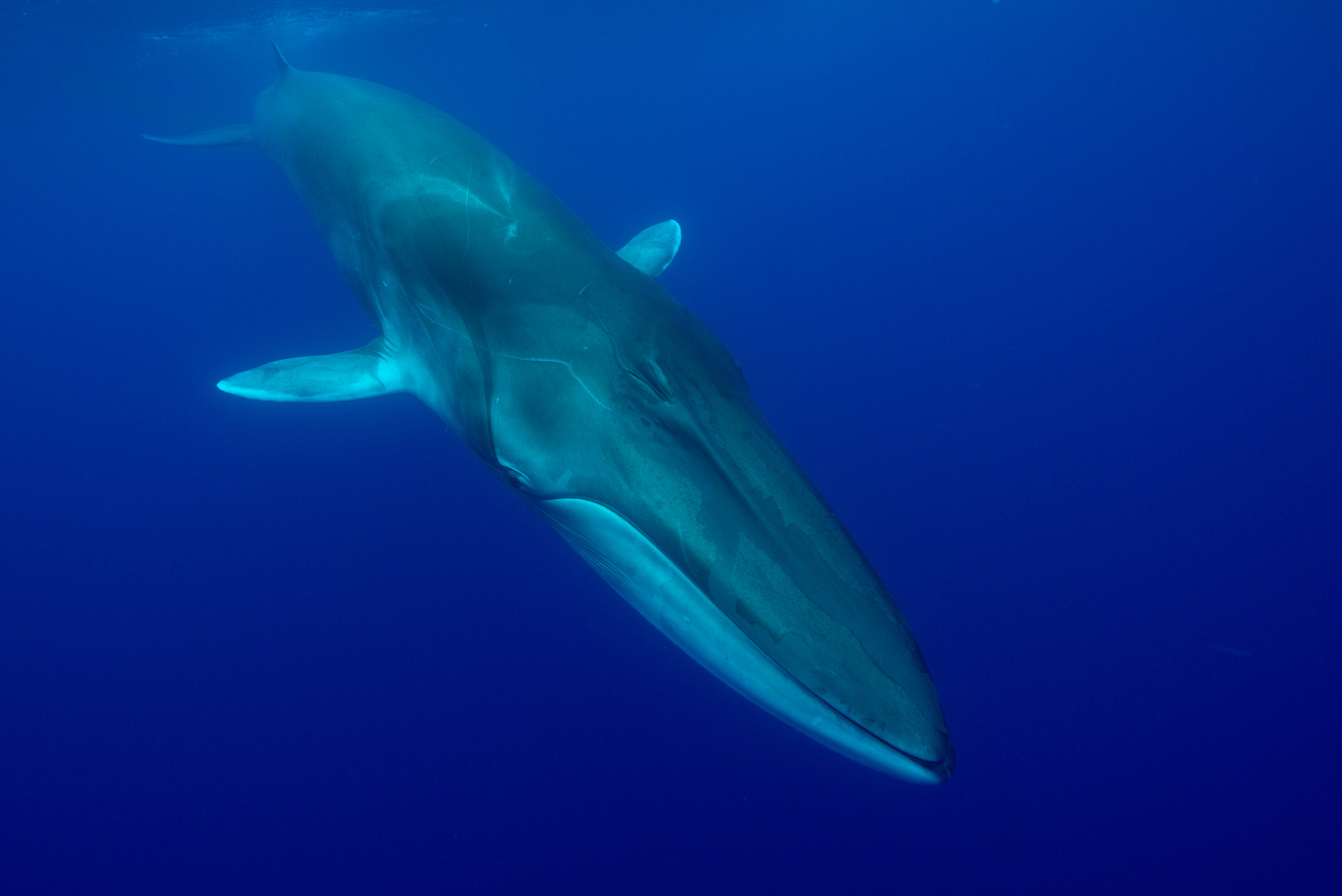Iceland's troubling decision to resume commercial whaling: A setback ...
