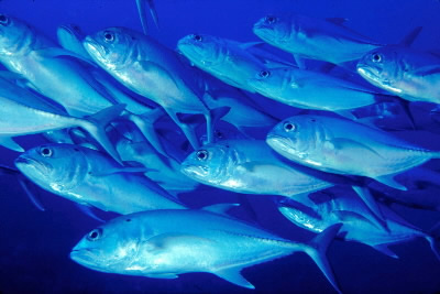 Tabu waters: Protecting Fiji’s Great Sea Reef | WWF