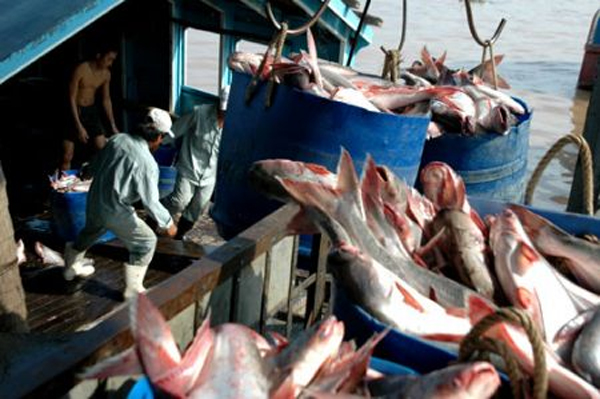 WWF putting 'tra' fish on consumer red list angers Vietnam | WWF