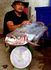 WWF ประเทศไทย เผยแนวโน้มวิกฤติปลาน้ำจืดจากโครงการเขื่อนแม่น้ำสาละวิน | WWF