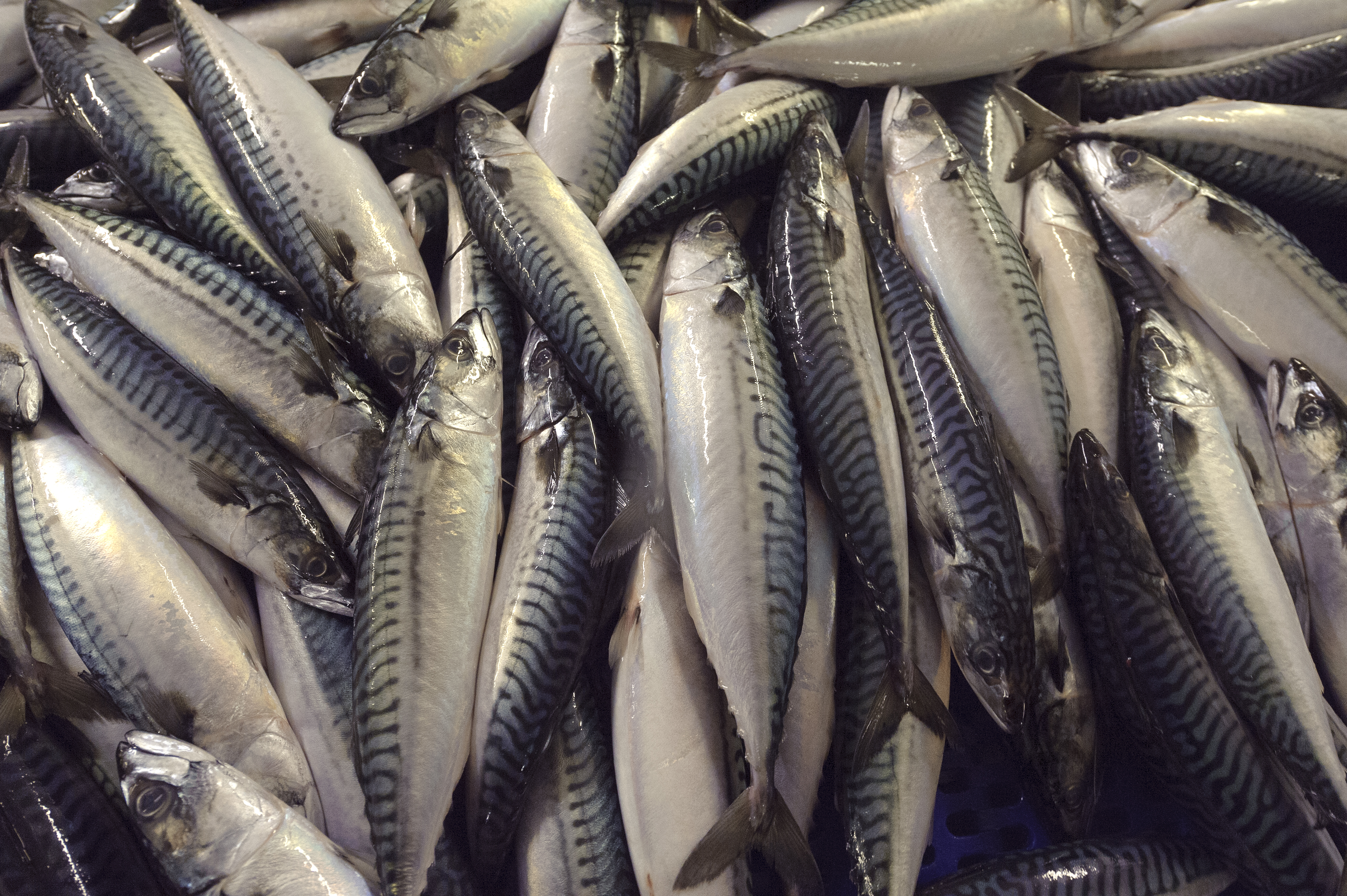 WWF welcomes landmark achievement for the ocean as WTO agreement on ...