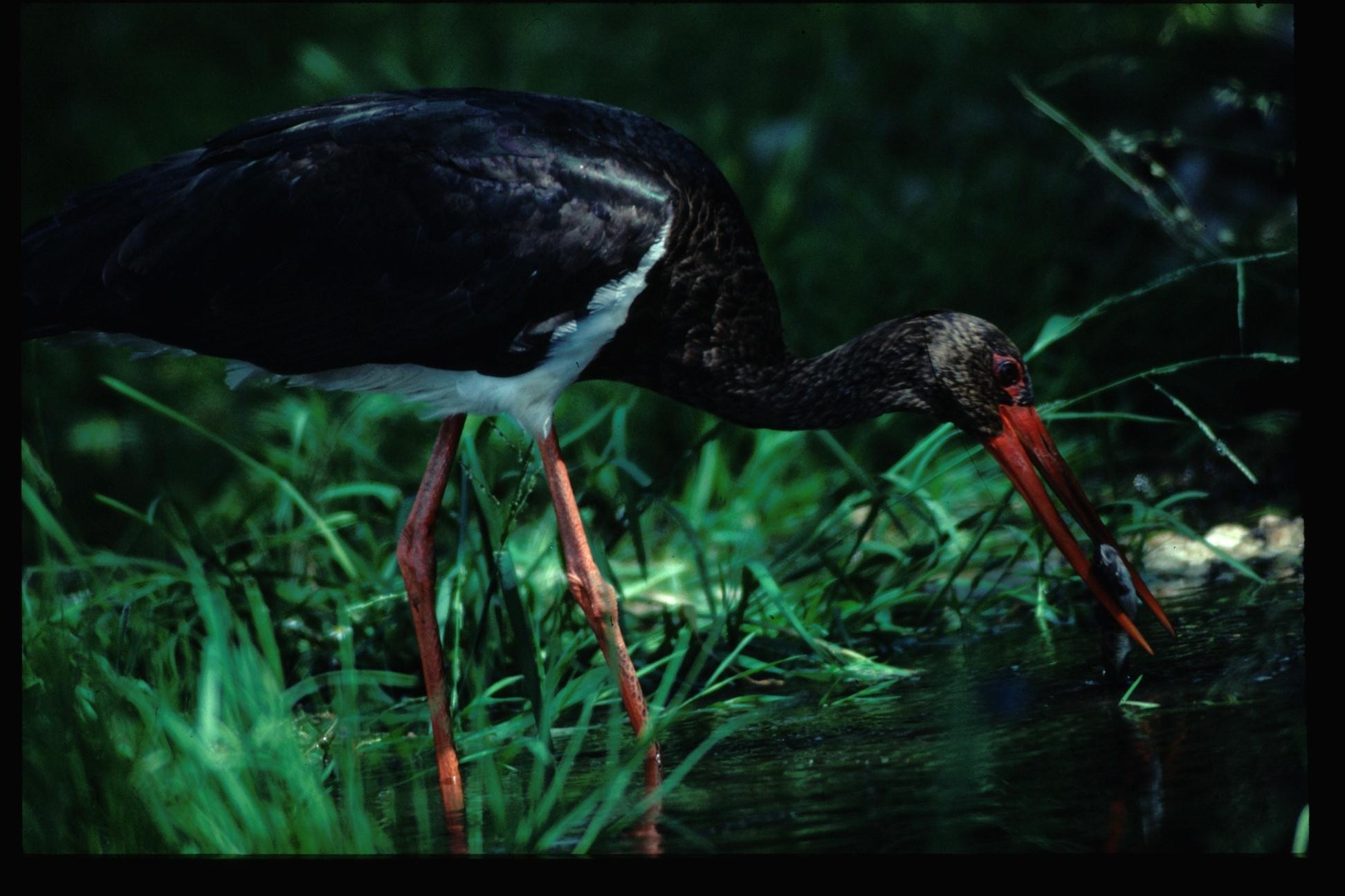 Europe’s Natura 2000 Network… as the Black storks see it | WWF