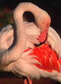 Pakistan protects precious wetlands | WWF