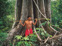 New forest law in Brazil helps save the Amazon | WWF