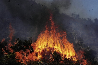 É urgente repensar a floresta portuguesa | WWF