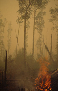 New reports show how to prevent disastrous forest fires in South East ...