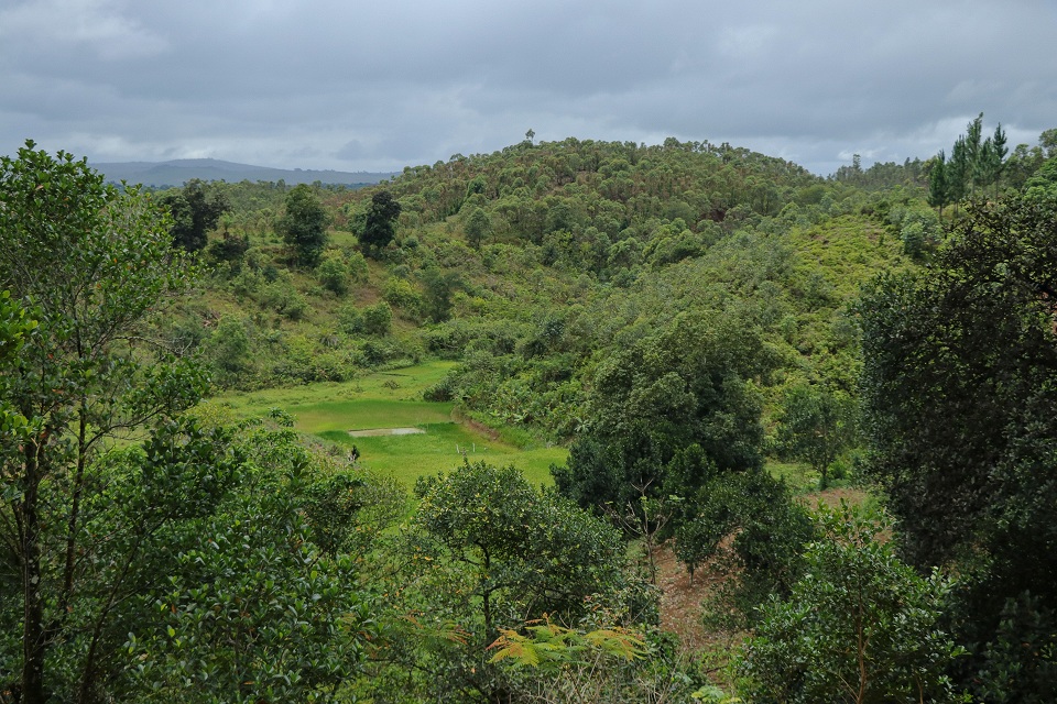 New commitments needed to save the Congo Basin's forests | WWF