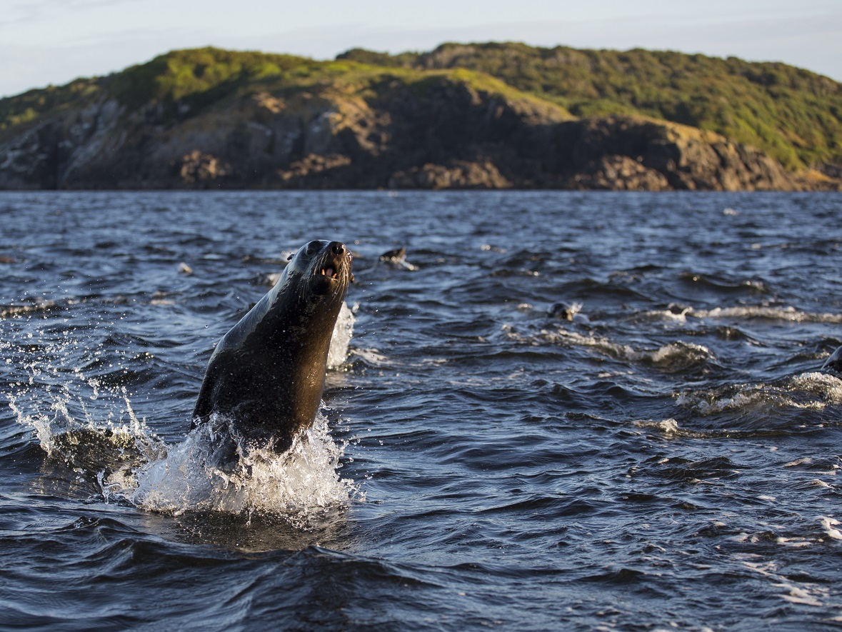 Chile debe consolidar su camino hacia la sustentabilidad | WWF
