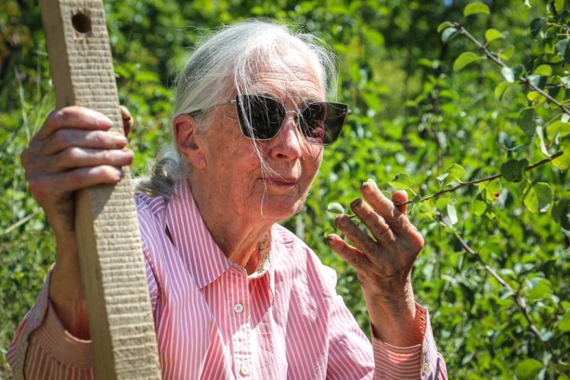 Jane Goodall Plants Trees with WWF on Sas Mountain, Budapest | WWF
