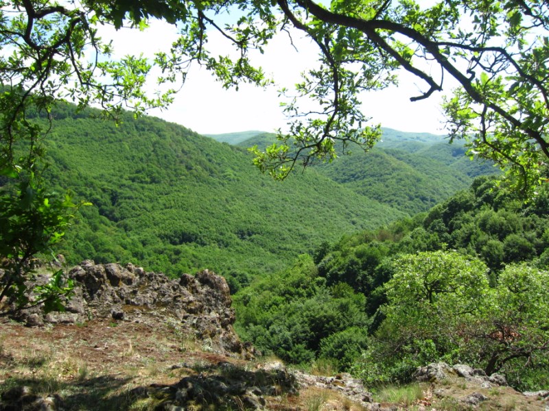 Hungary's largest intact forest threatened by construction | WWF