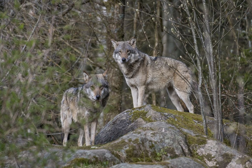 Hajka na vukove usred nacionalnog parka | WWF